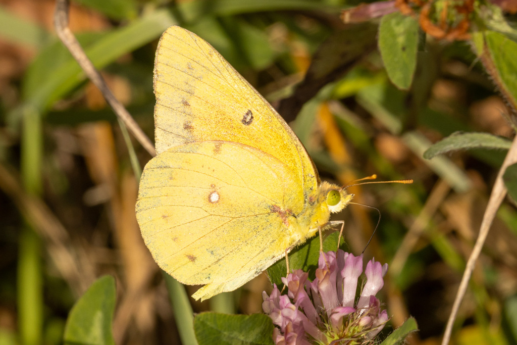 Clouded Sulphur from Kenosha County, WI, USA on October 17, 2023 at 02: ...
