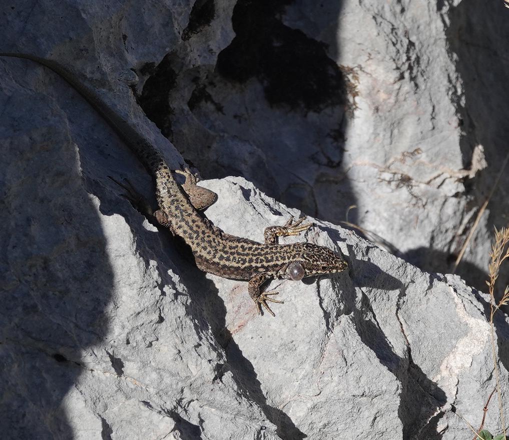 Iberian Rock Lizard in October 2023 by Nic Korte · iNaturalist