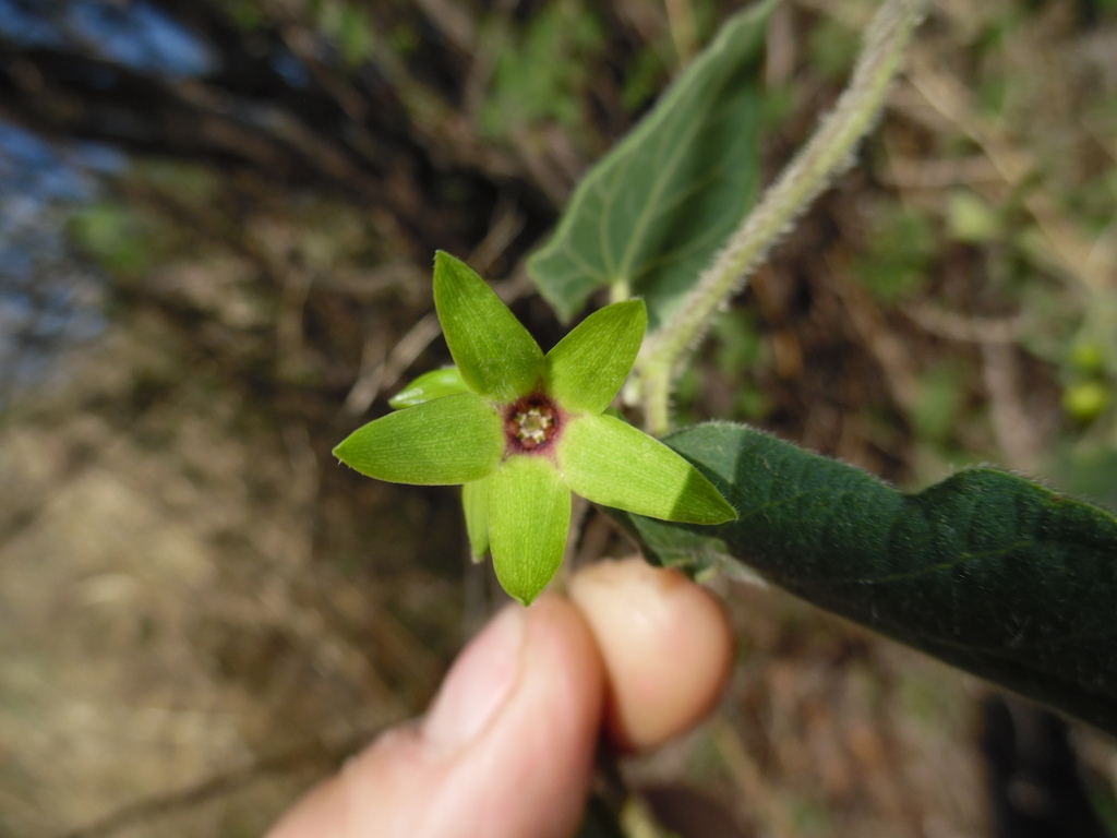 Polystemma from Nombre de Dios, Dgo., México on September 13, 2023 at ...