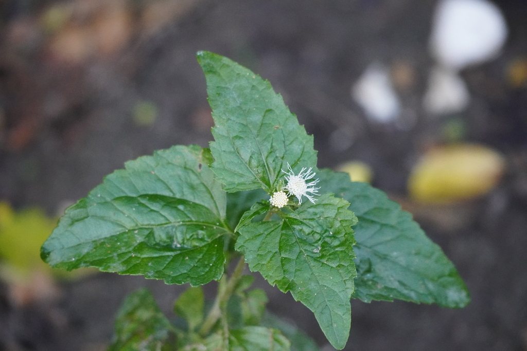 blue mistflower from Lynnhaven House, Virginia Beach, VA 23455, USA on ...