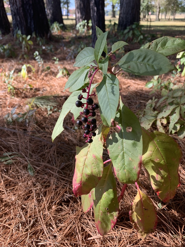 American pokeweed from Ouachita National Forest, Waldron, AR, US on ...