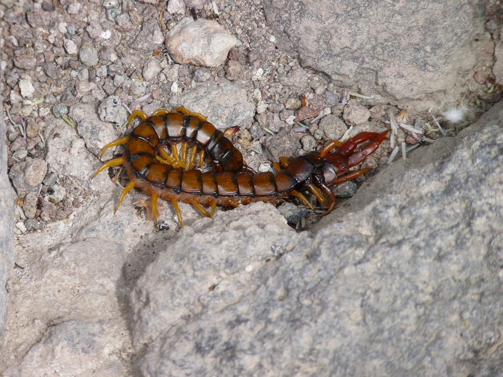 Mediterranean Banded Centipede from North Aegean Region, Greece on May ...
