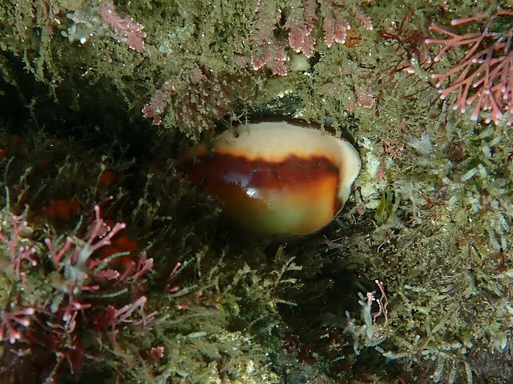 Chestnut Cowry from Mission Beach, San Diego, CA 92109, USA on ...