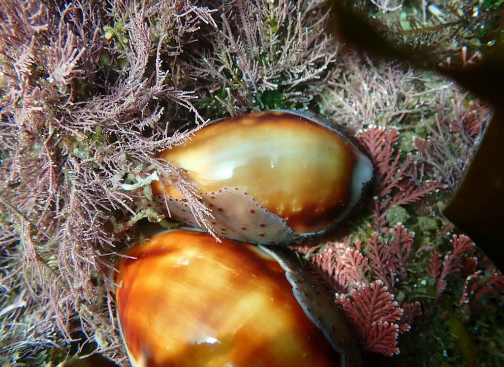 Chestnut Cowry from Mission Beach, San Diego, CA 92109, USA on ...