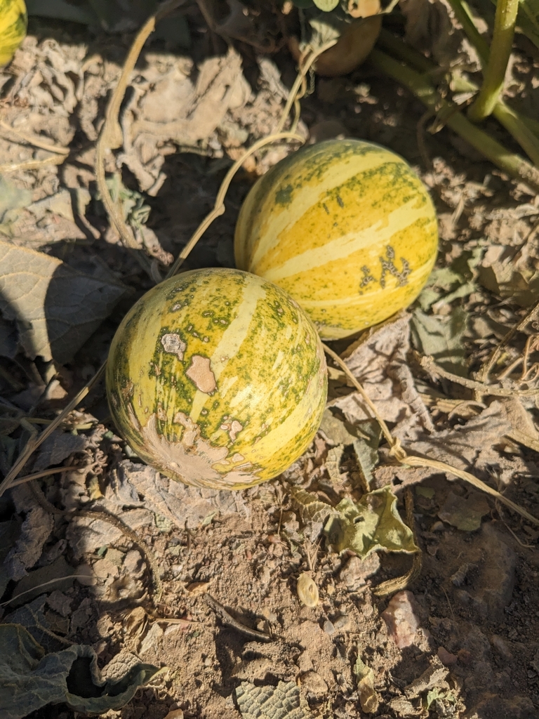 Buffalo Gourd from Washington County, UT, USA on October 17, 2023 at 09 ...