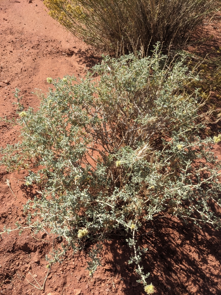 Burrobush from Ivins, UT, USA on October 17, 2023 at 12:15 PM by Kyler ...