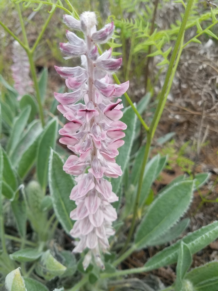 Lady Lupine from N Gas Line Rd, Dunnellon, FL 34431, USA on March 16 ...