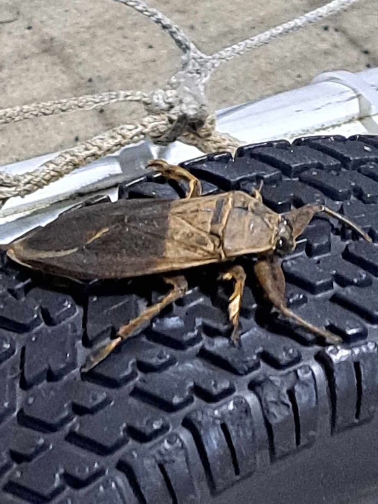 American Giant Water Bug from Boisbriand, QC J7G 1W5, Canada on October ...