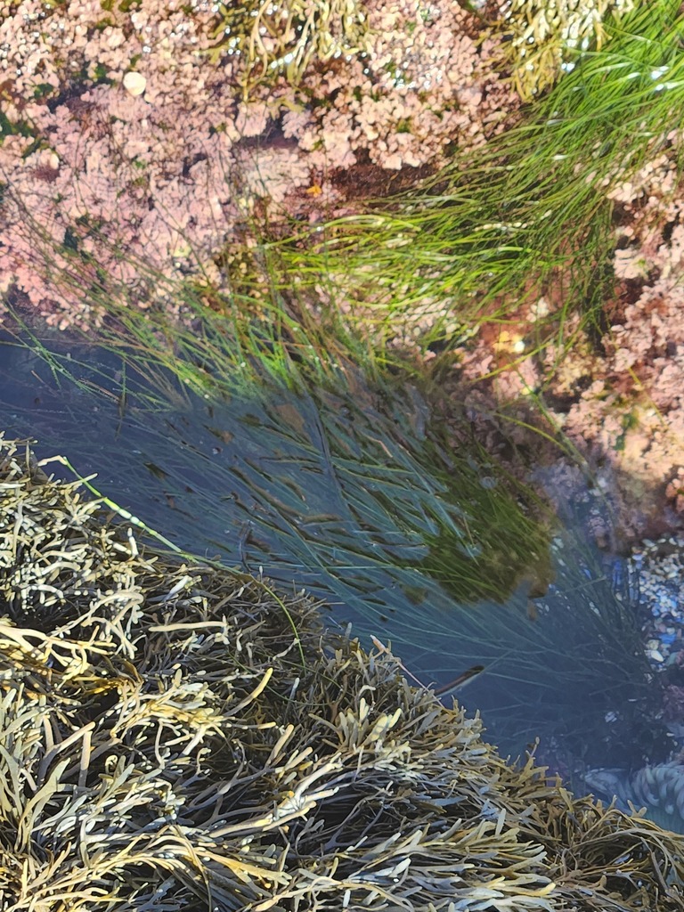 Torrey's Surfgrass from Dana Point, CA on October 14, 2023 at 02:46 PM ...