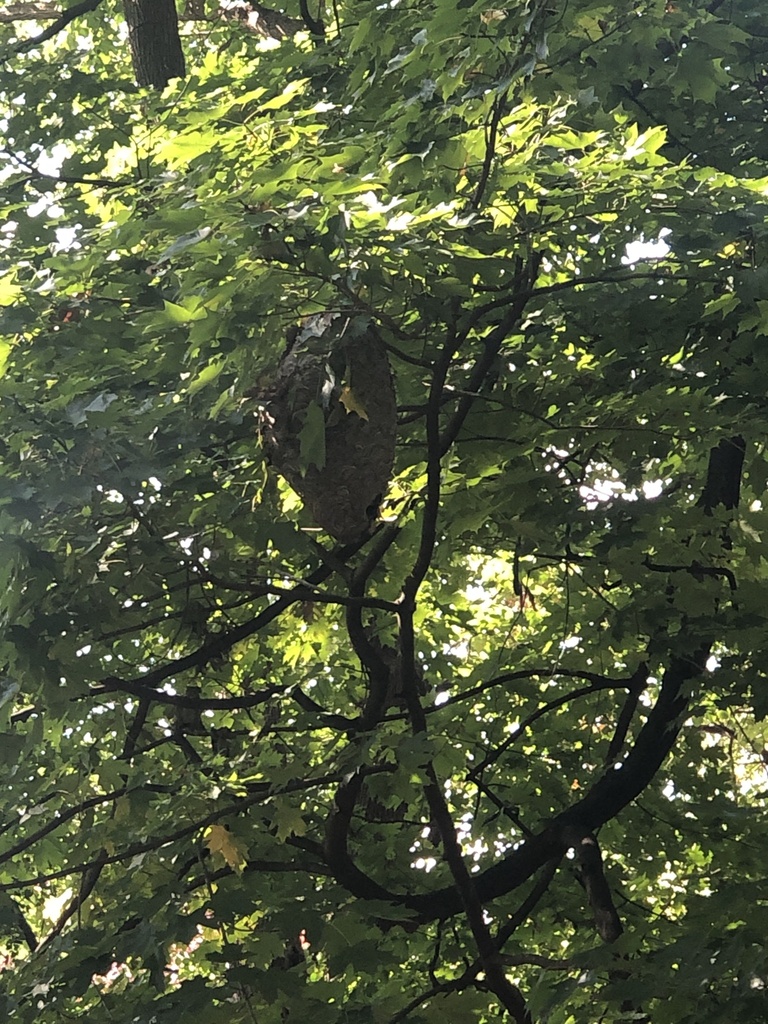 Bald-faced Hornet from City Avenue, Merion Station, PA, US on October ...
