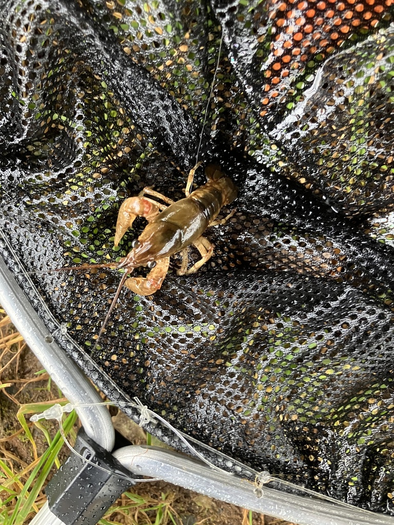Northern Clearwater Crayfish from McClure Storage Basin, Negaunee, MI ...