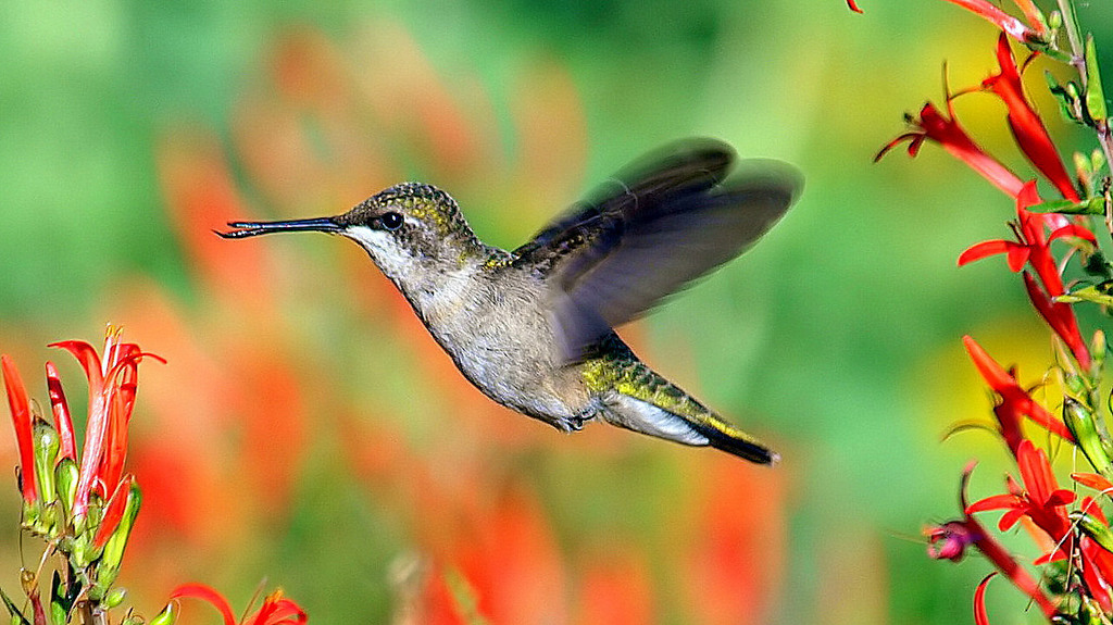 Ruby-throated Hummingbird from Bath House Pollinator Garden Dallas, TX ...
