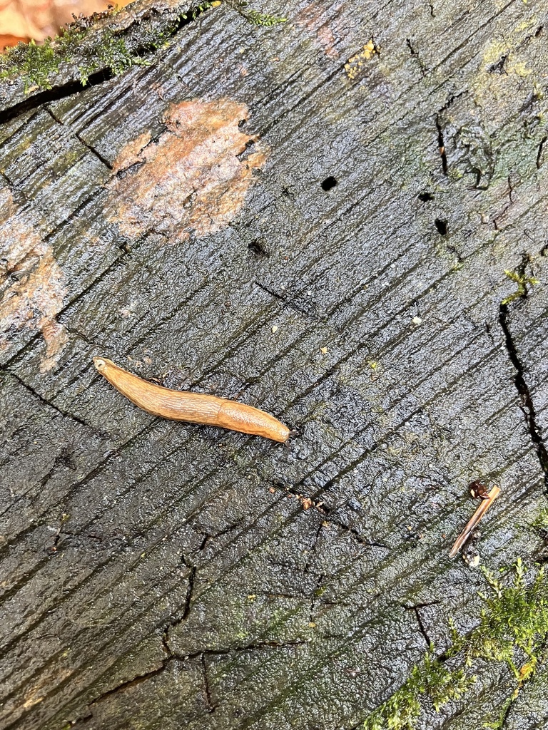 Dusky Slugs from Negaunee, MI, US on October 19, 2023 at 12:12 PM by ...