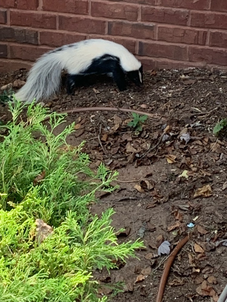 Striped Skunk from Caneel Ct, Huntersville, NC, US on October 17, 2019 ...