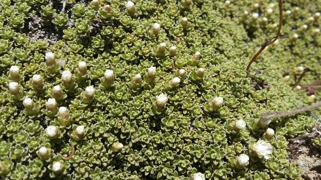 Turf-mat daisy from Fruitlands 9392, New Zealand on January 27, 2019 at ...