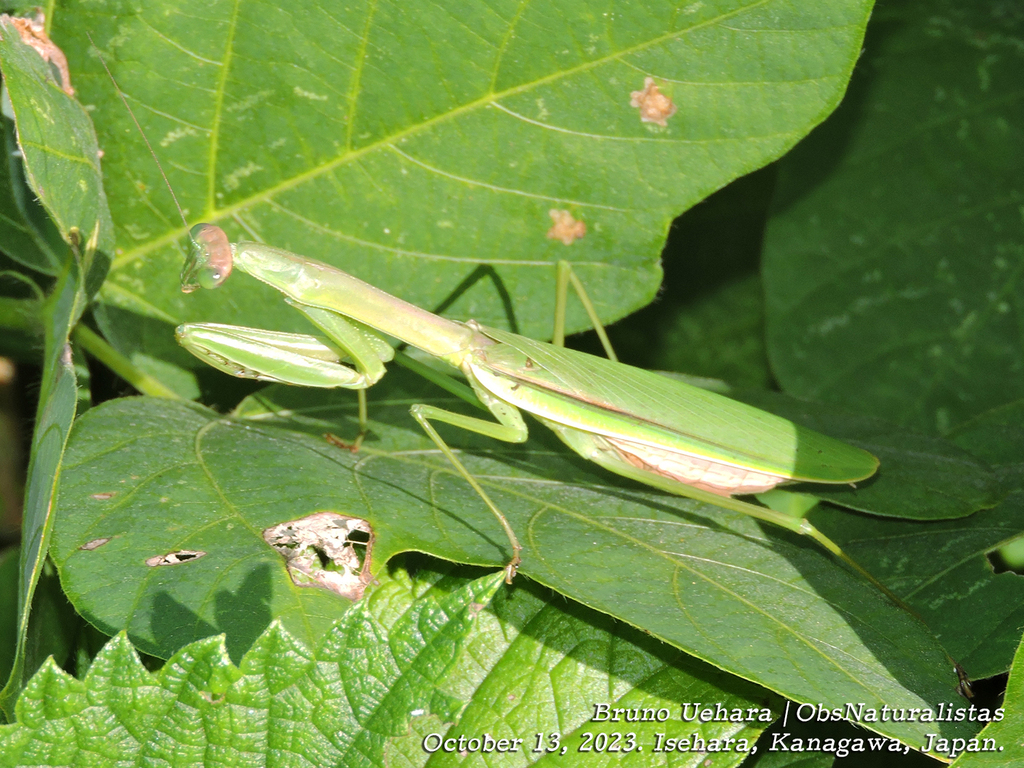 Narrow-winged Mantis from Kamiya, Isehara, Kanagawa 259-1127, Japão on ...