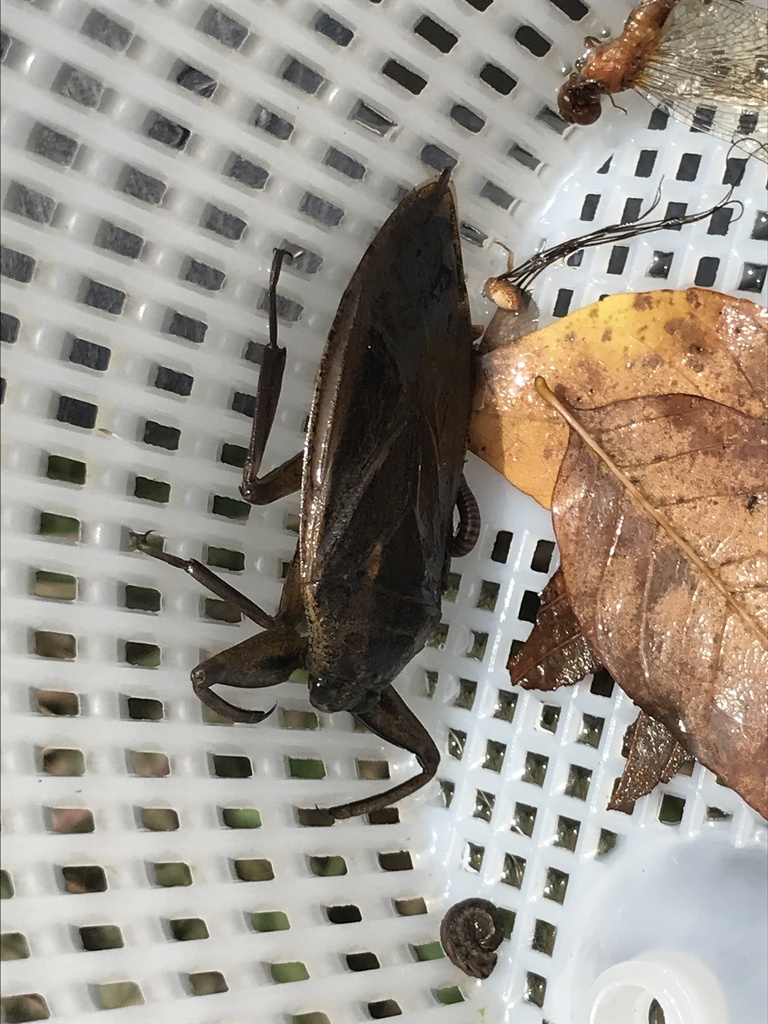 American Giant Water Bug from Division Rd, Douro-Dummer, ON, CA on ...
