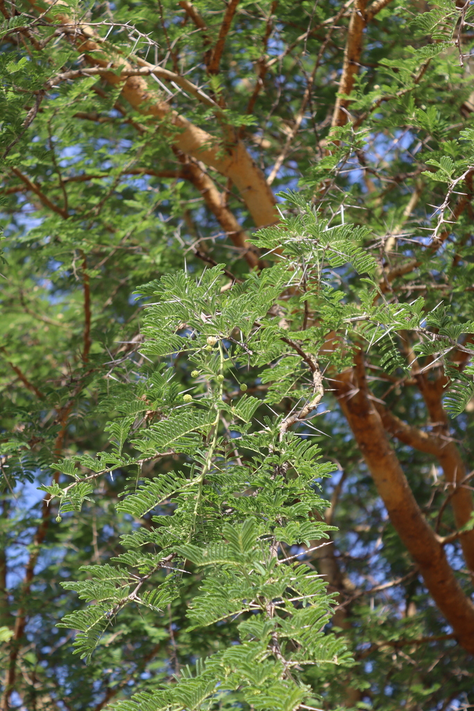 Paperbark Thorn from Zambezi Region, Namibia on October 19, 2023 at 03: ...