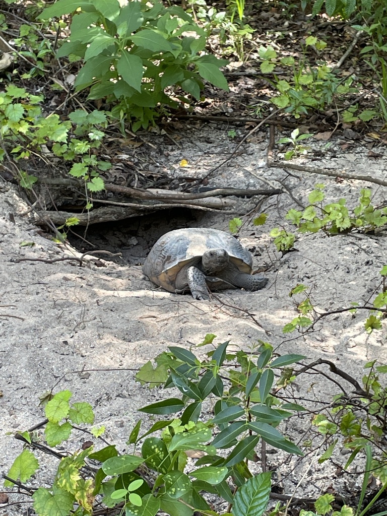 Gopher Tortoise in October 2023 by mandymejia · iNaturalist