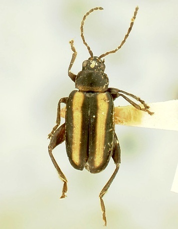 Dimorphic Flea Beetle (Systena dimorpha)