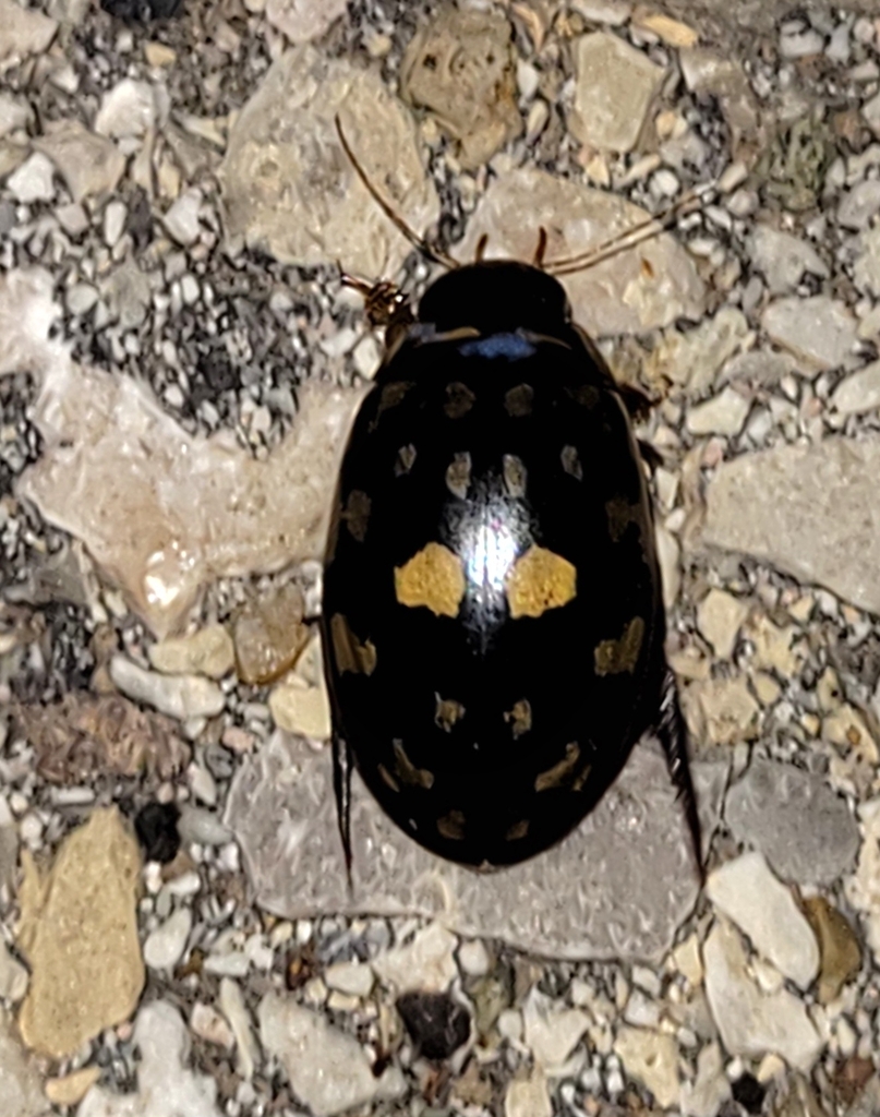 Sunburst Diving Beetle in October 2023 by David Heckard · iNaturalist