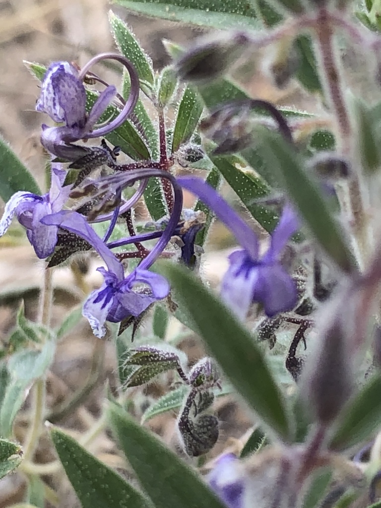 Vinegar Weed from Shasta Union Cemetery, Shasta, CA, US on October 14 ...
