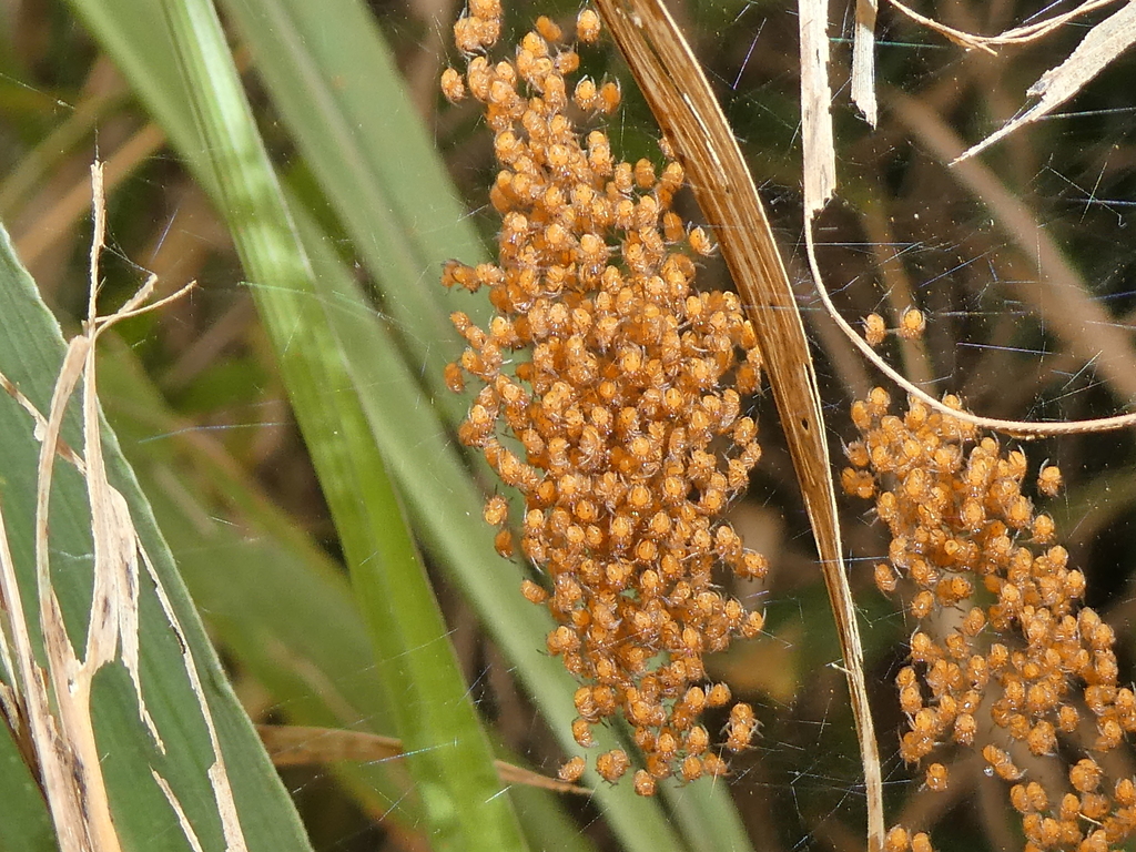 Araneoid Spiders from Obout, Kamerun on August 7, 2023 at 06:05 PM by ...