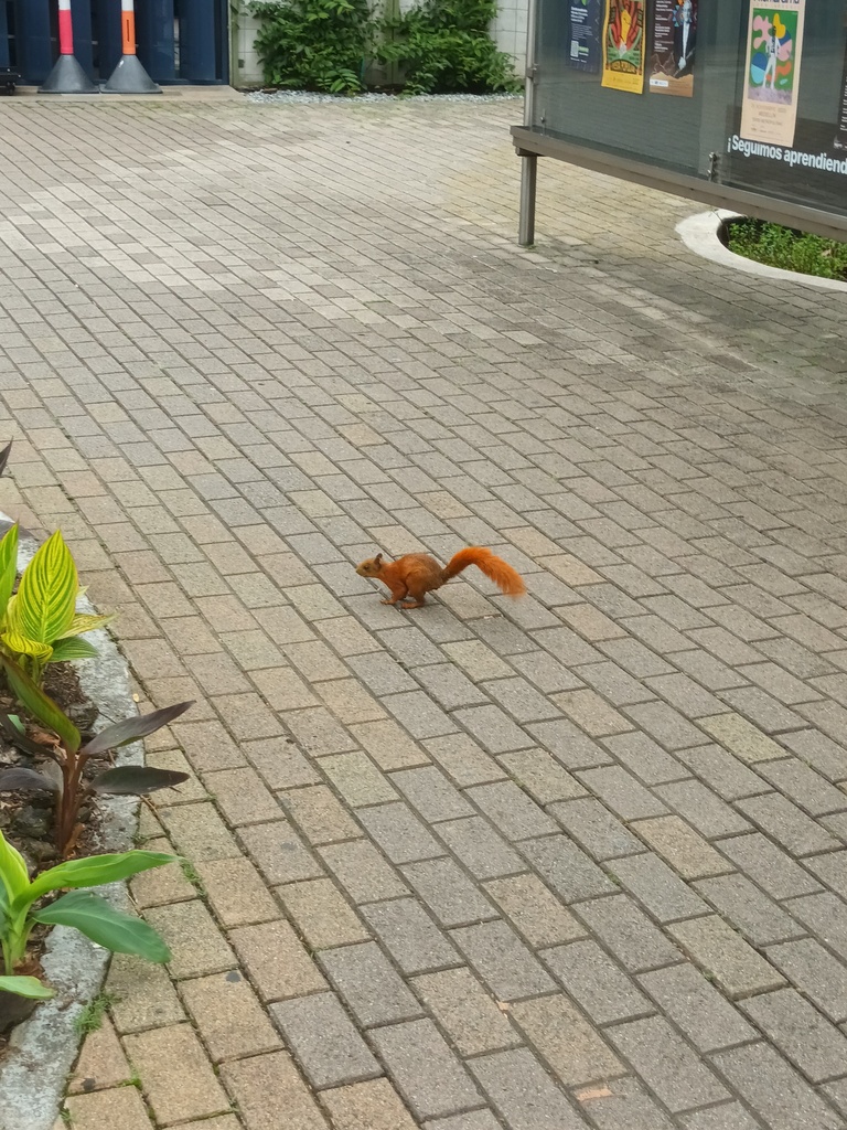 Red-tailed Squirrel from La Aguacatala, El Poblado, Medellín, El ...