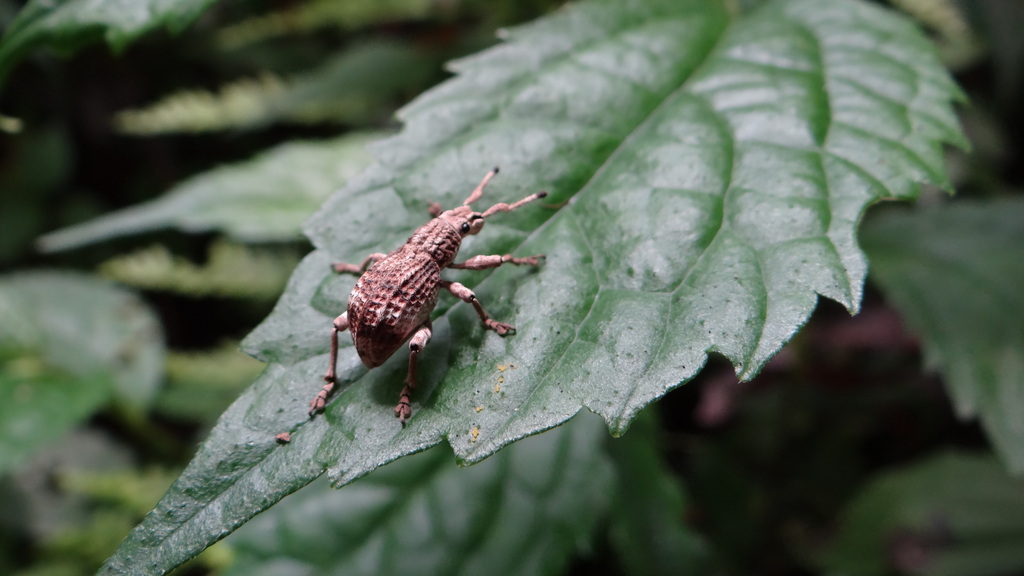 Episomus from Dujiangyan City, Chengdu, Sichuan, China on May 31, 2016 ...