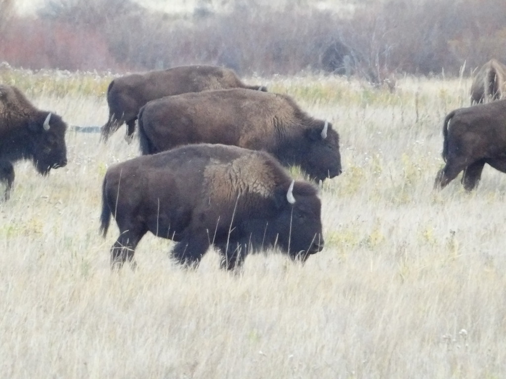 American Bison from Beaverhead County, MT, USA on October 17, 2023 at ...