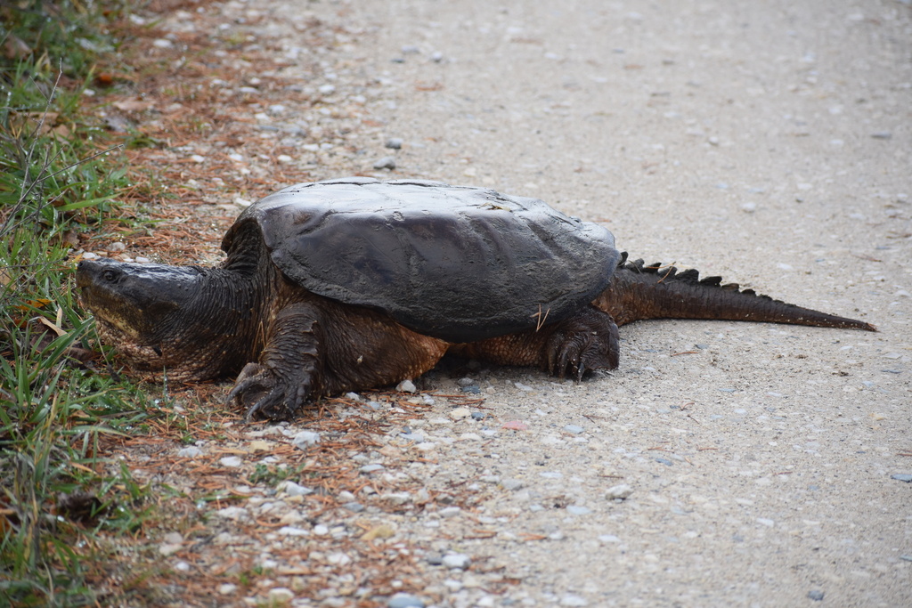 Common Snapping Turtle from Germfask, MI, US on October 19, 2023 at 12: ...