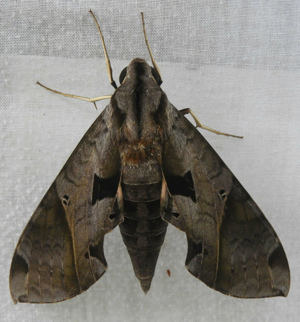 Satellite Sphinx from Darién Province, Panama on October 9, 2023 at 11: ...