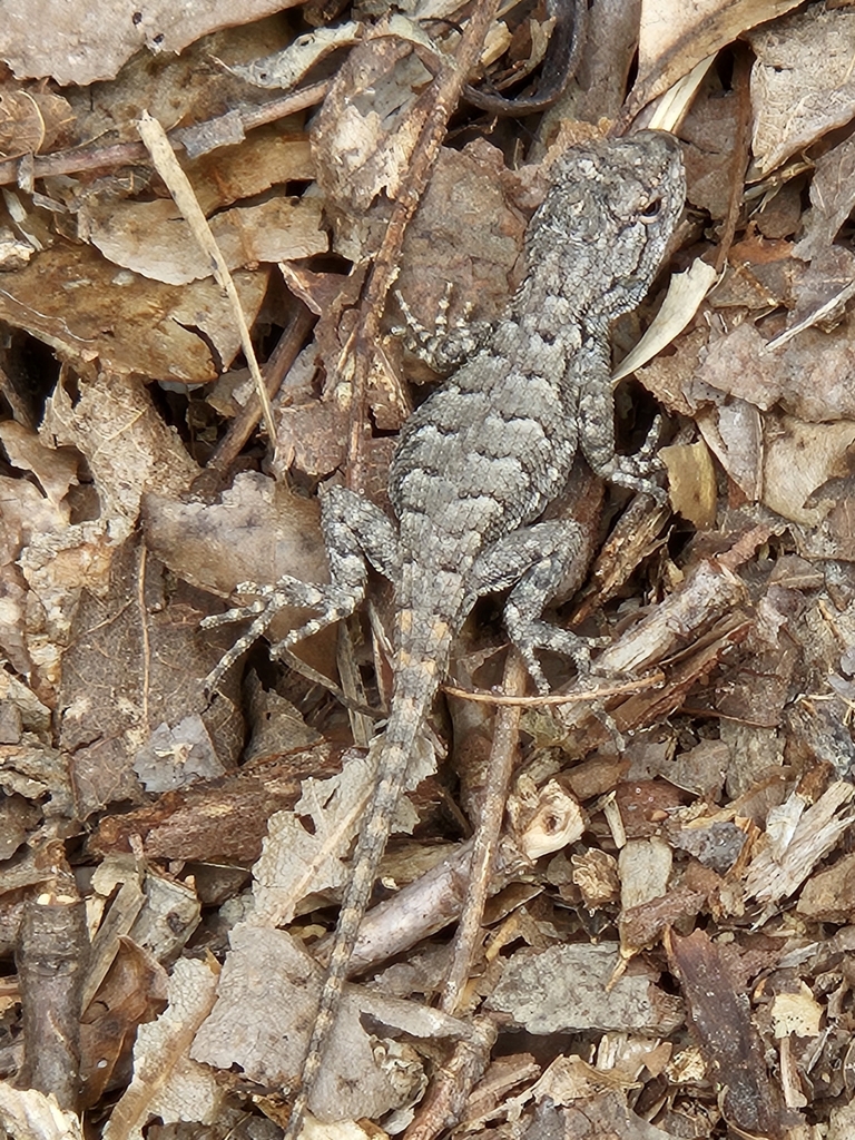 Eastern Fence Lizard from Orange County, NC, USA on October 18, 2023 at ...
