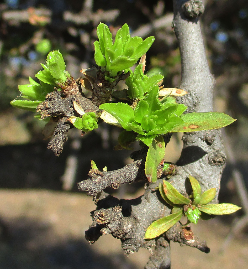anthill saffron from Serowe on October 19, 2023 by Botswanabugs ...