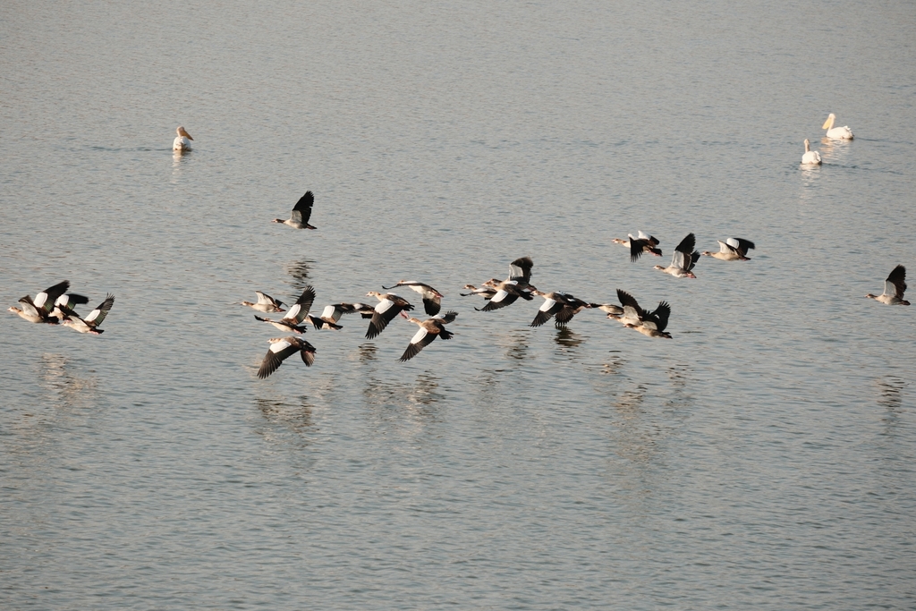 Egyptian Goose from Karas Region, Namibia on September 15, 2023 at 05: ...