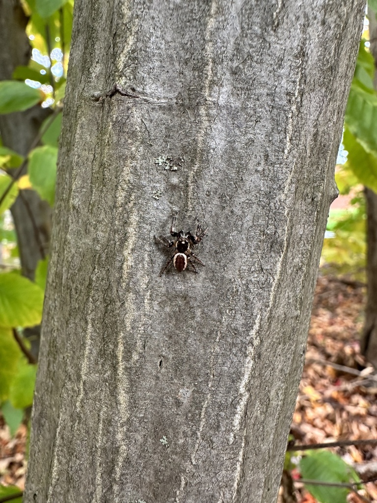 Bronze Jumping Spider from Boonton Ave, Boonton, NJ, US on October 19 ...