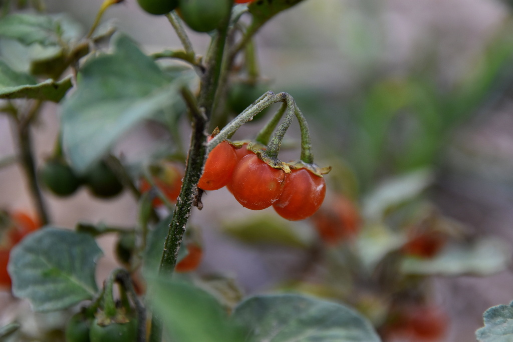 red nightshade from 25213 Rubinat, Lleida, Espanya on October 19, 2023 ...