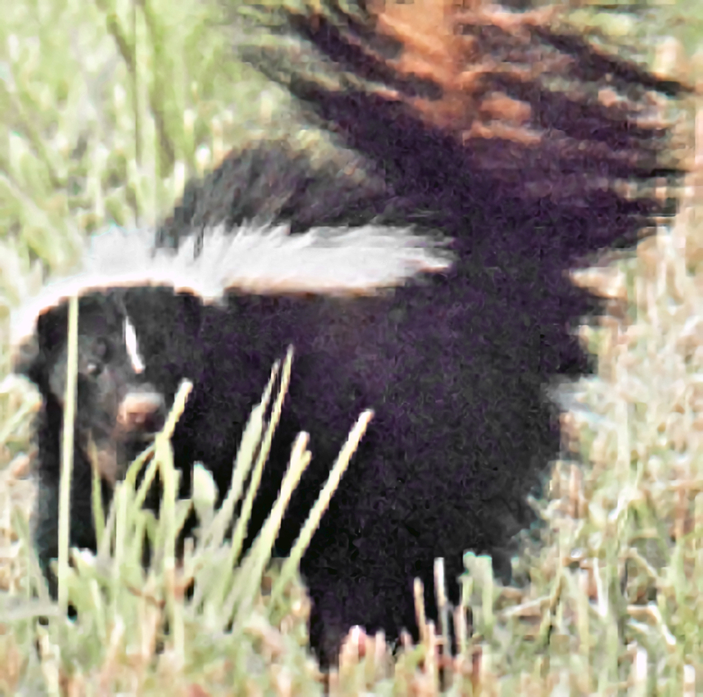 Striped Skunk from Texas County, MO, USA on September 29, 1975 at 06:33 ...