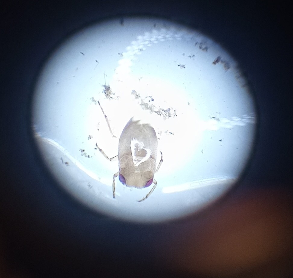 Neoplea striola from Guelph, ON N1G 1Y2, Canada on October 19, 2023 at ...