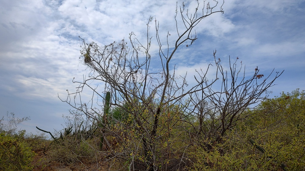 Adam's tree from La Paz, B.C.S., México on October 7, 2023 at 10:50 AM ...