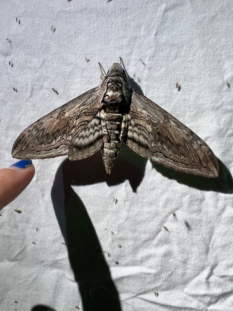 Five-spotted Hawk Moth in October 2023 by hikerchicktx · iNaturalist