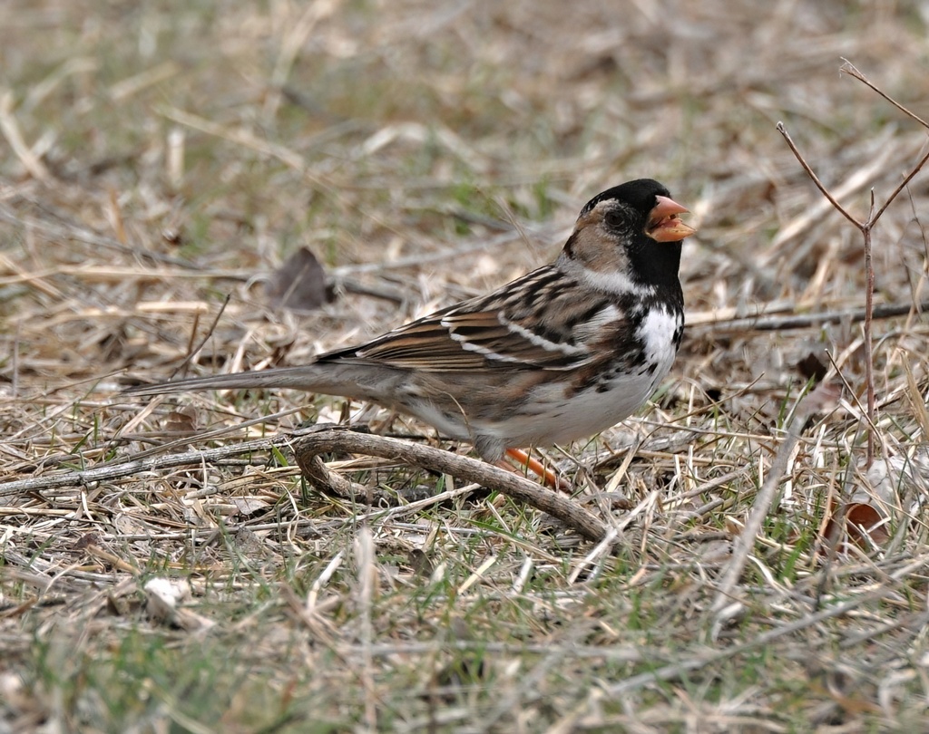 Harris's Sparrow from Grayson County, TX, USA on November 30, 2009 at ...