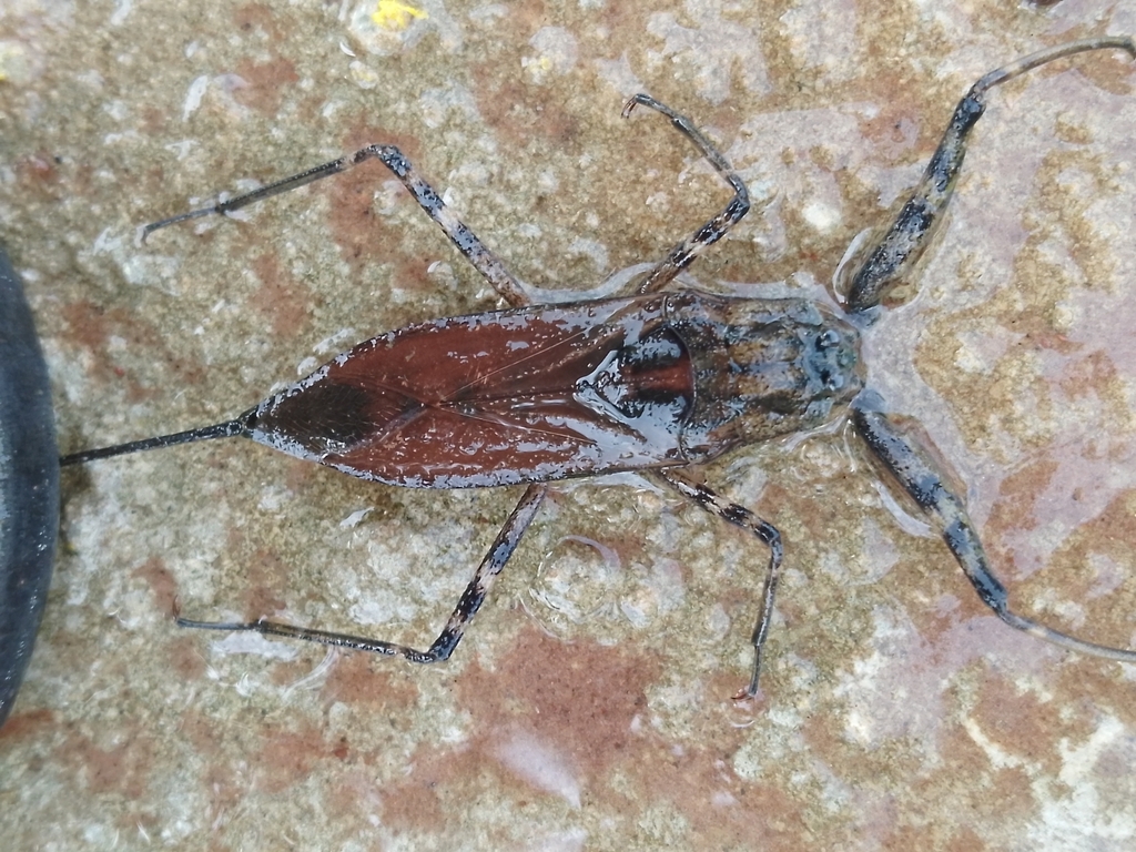 Laccotrephes from Natitingou on October 19, 2023 at 02:26 PM by Nagnini ...