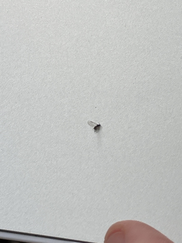 Winged and Once-winged Insects from George Mason University, Fairfax ...