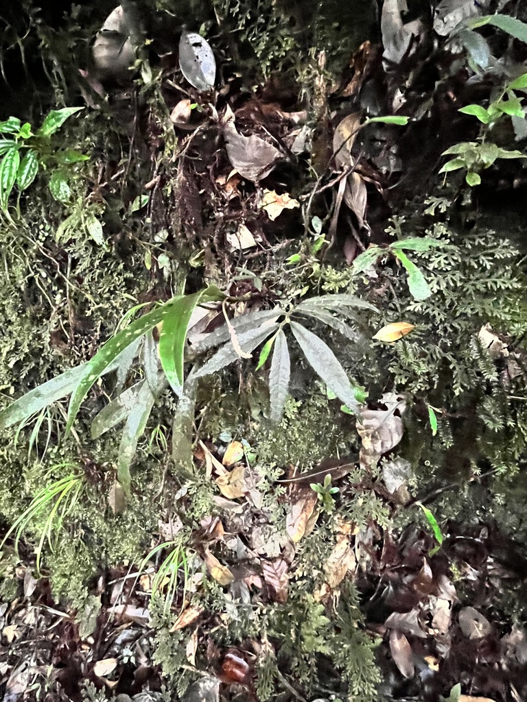flowering plants from Kinabalu Park, Ranau, Sabah, 馬來西亞 on October 19 ...