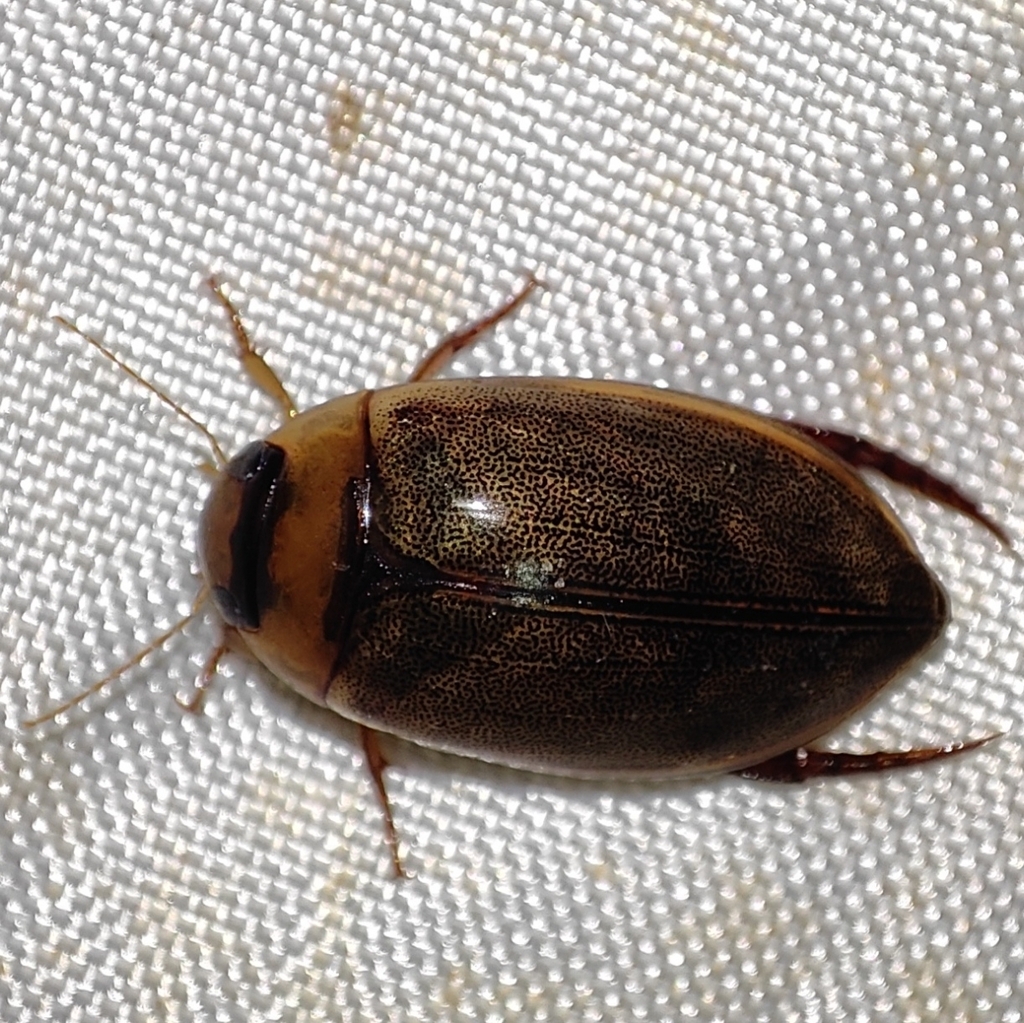 Hydaticus rhantoides from 云南省德宏傣族景颇族自治州瑞丽市姐相镇556国道 on July 28, 2023 at ...