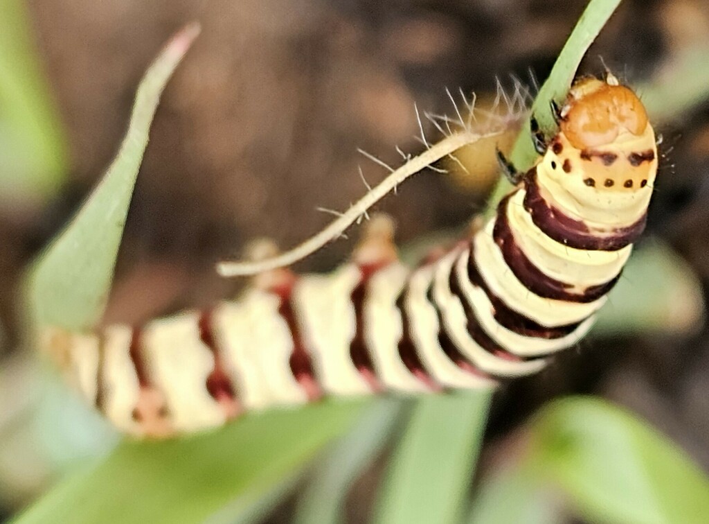 Diaphone from Orkney, South Africa on October 10, 2023 at 04:46 PM by ...
