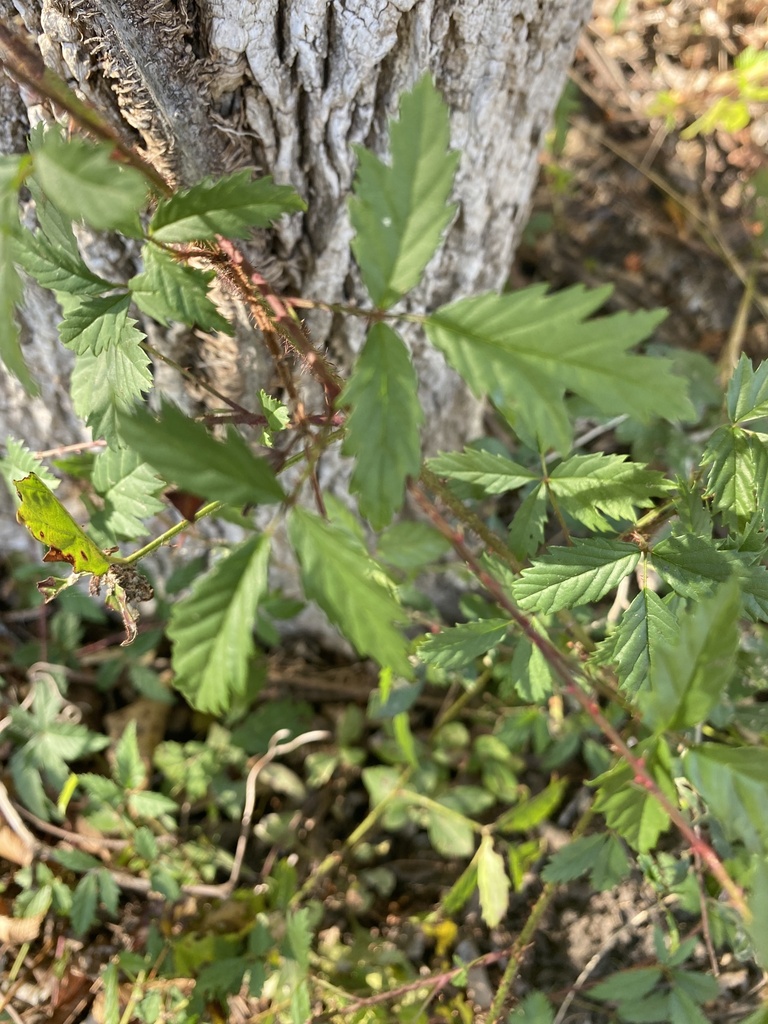 southern dewberry from Fort Worth Nature Center & Refuge, Fort Worth ...
