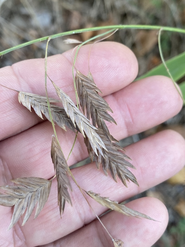 inland wood oats from Lake Worth, Fort Worth, TX, US on October 19 ...