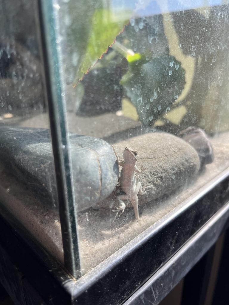 Western Fence Lizard from Jack Slaven Park, Woodland, CA, US on October ...